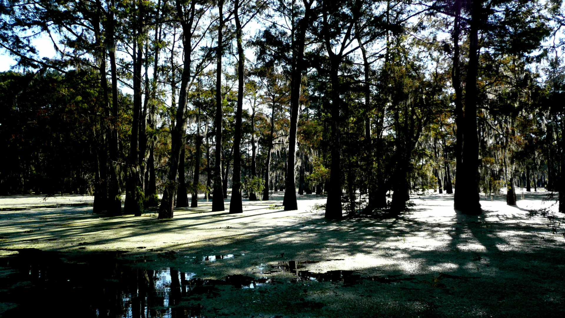 003: Count The Stars in The Sky - Jules Pretty