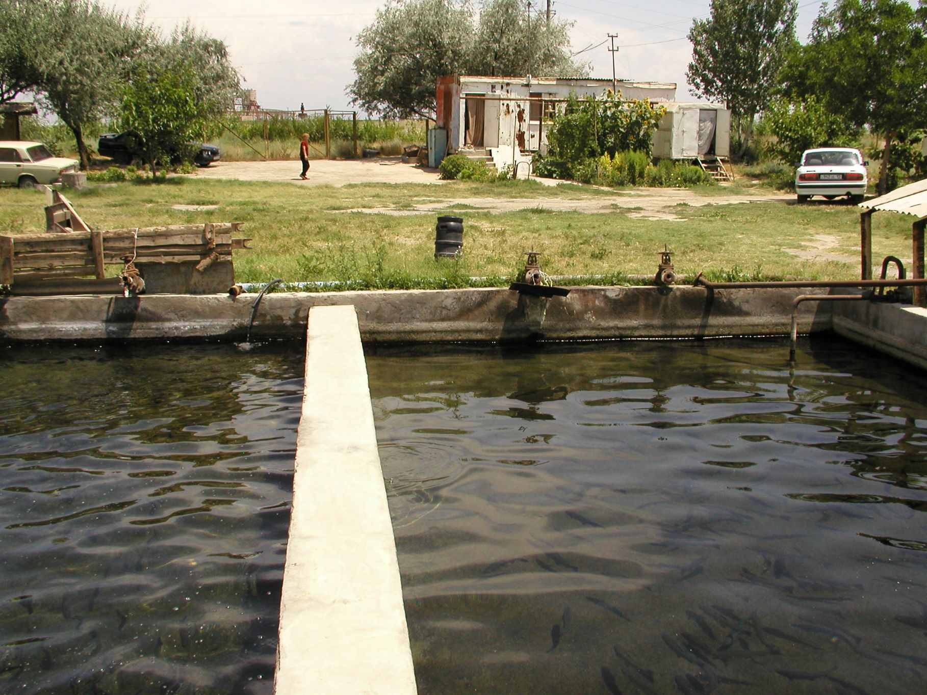 005: The Fisher Foxes - Jules Pretty